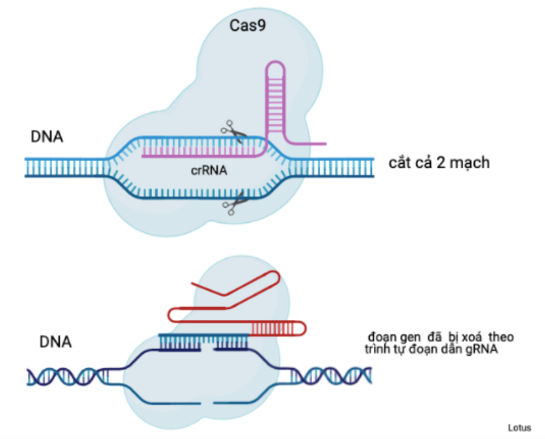 CRISPR/Cas: lịch sử, hiện tại và tương lai